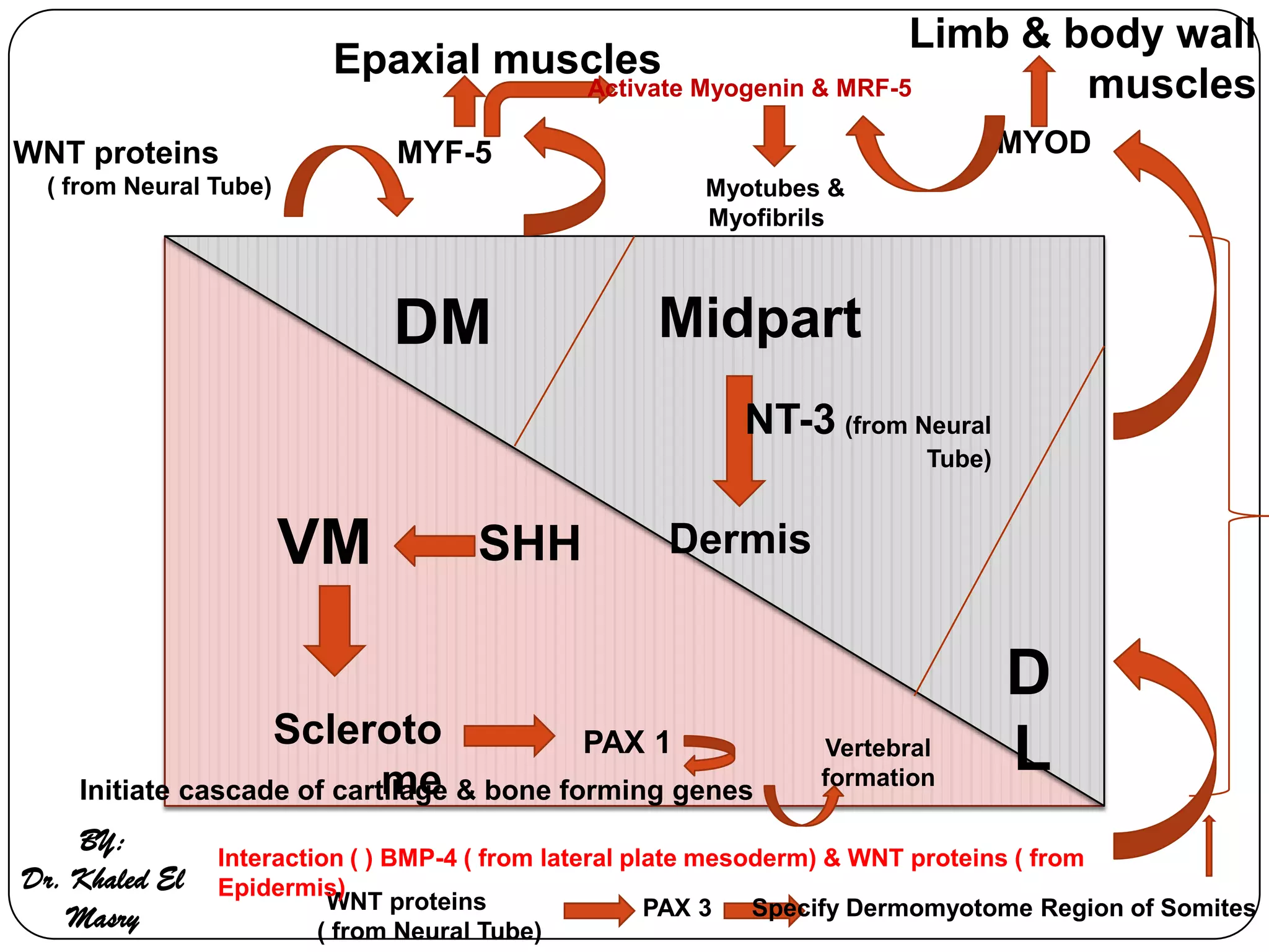 Molecular Embryology PART 1 | PPTX
