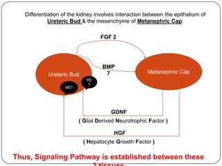Molecular Embryology PART 1 | PPTX