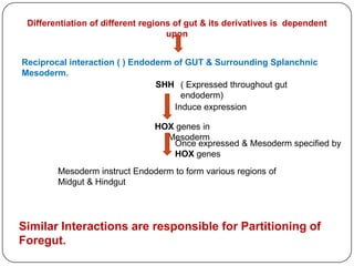 Molecular Embryology PART 1 | PPTX