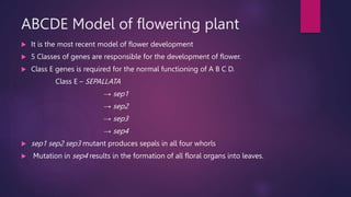 MOLECULAR EVENTS OF FLOWERING DEVELOPMENT.pptx