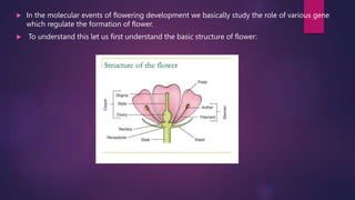 MOLECULAR EVENTS OF FLOWERING DEVELOPMENT.pptx
