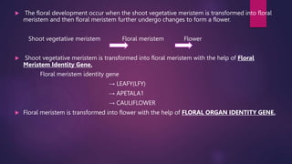 MOLECULAR EVENTS OF FLOWERING DEVELOPMENT.pptx