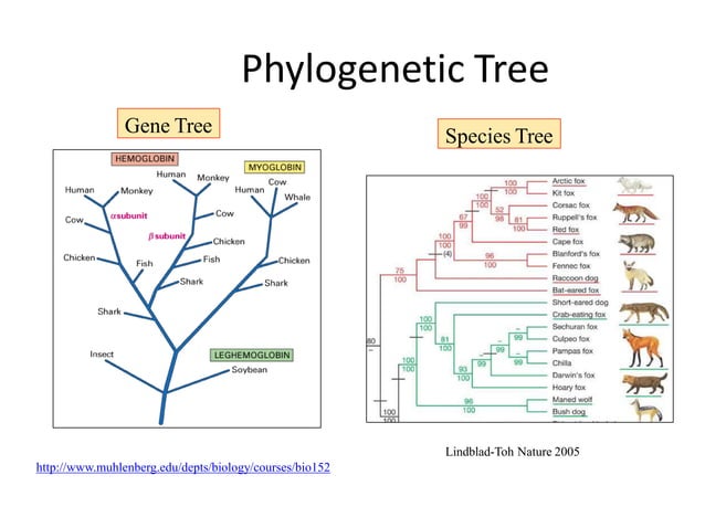 Molecular evolution | PPTX