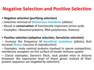 Purifying Selection Example