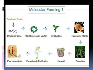 Molecular farming | PPTX
