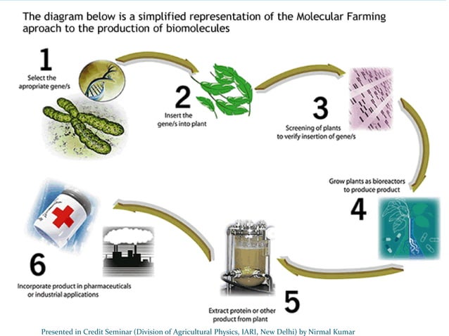 Molecular farming | PPT