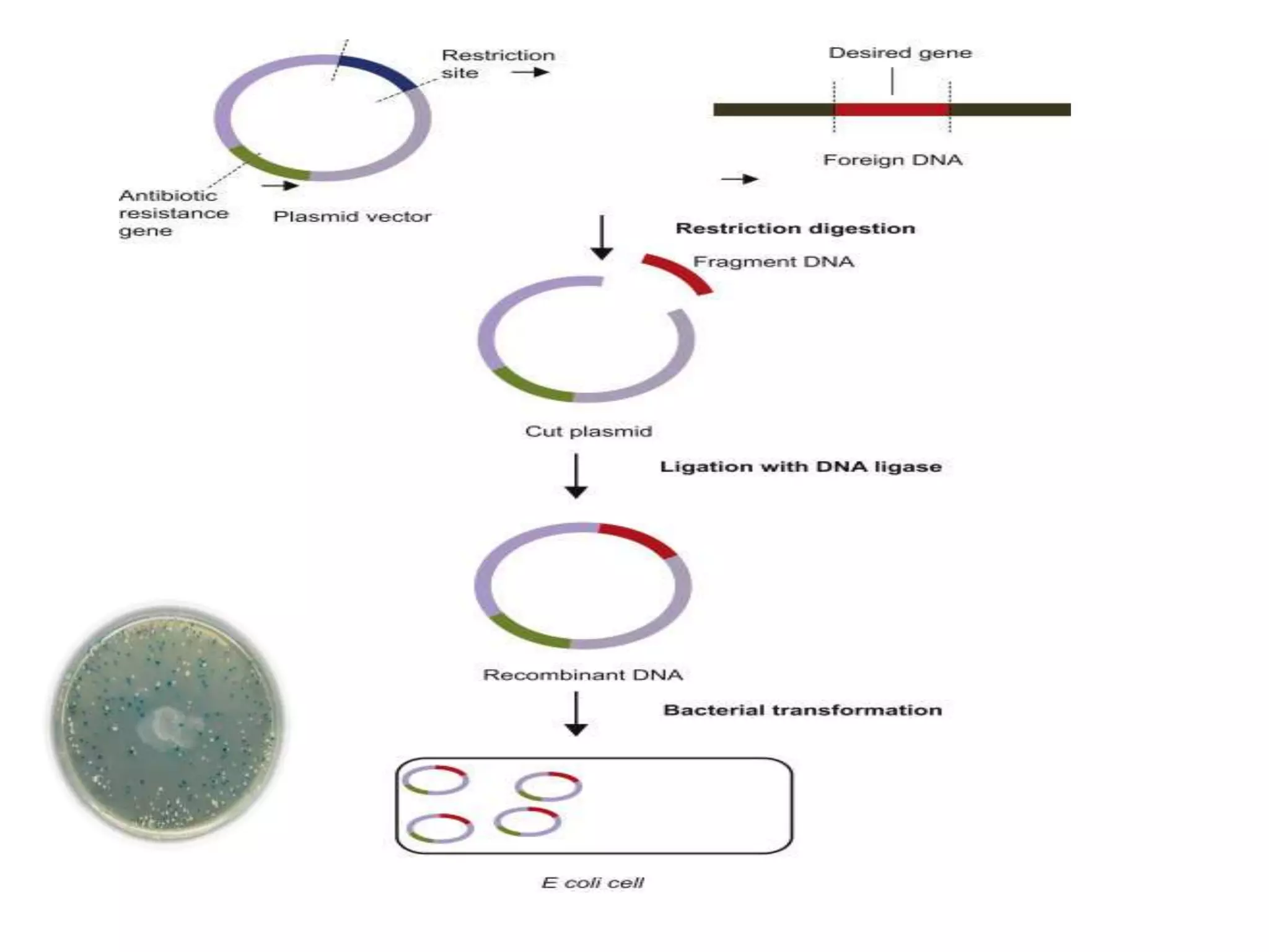 Molecular (gene) cloning | PPTX