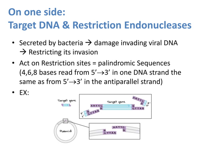 Molecular Gene Cloning Pptx 5886