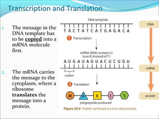 Molecular genetics | PPT