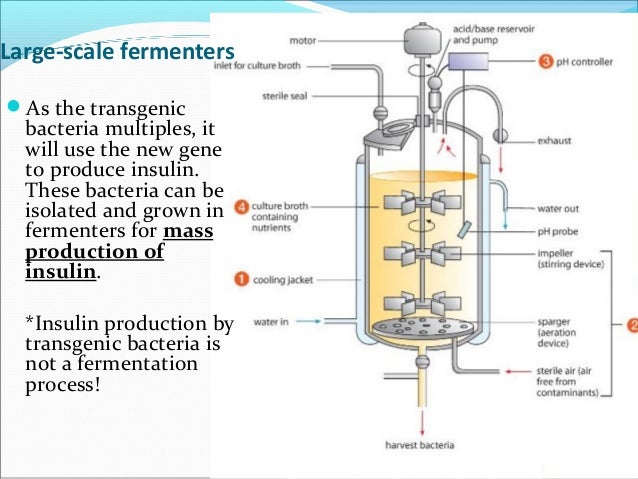 O level Chapter 20 Molecular genetics