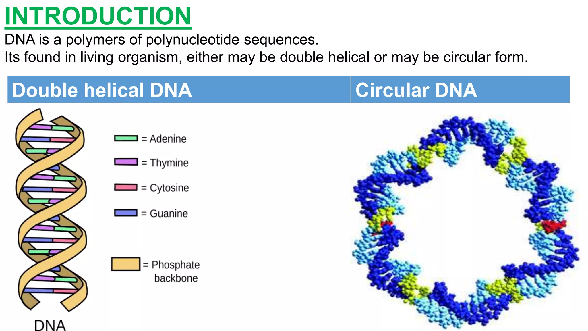 cryptic satellite DNA | PPTX