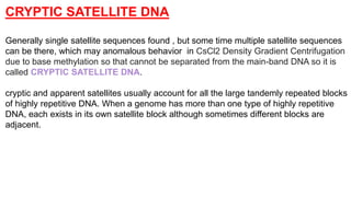 cryptic satellite DNA | PPTX