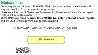 cryptic satellite DNA | PPTX