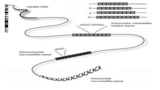 cryptic satellite DNA | PPTX