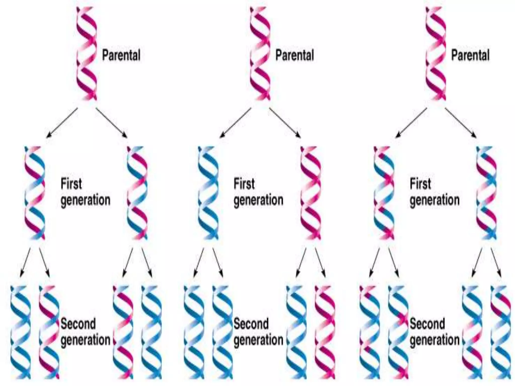 DNA replication | PPT | Free Download