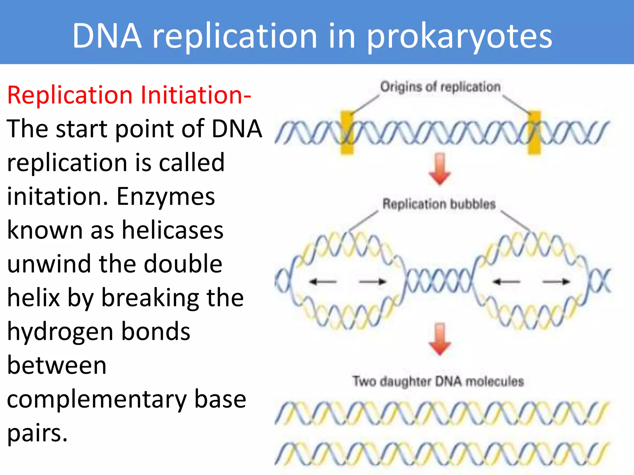 DNA replication | PPT | Free Download
