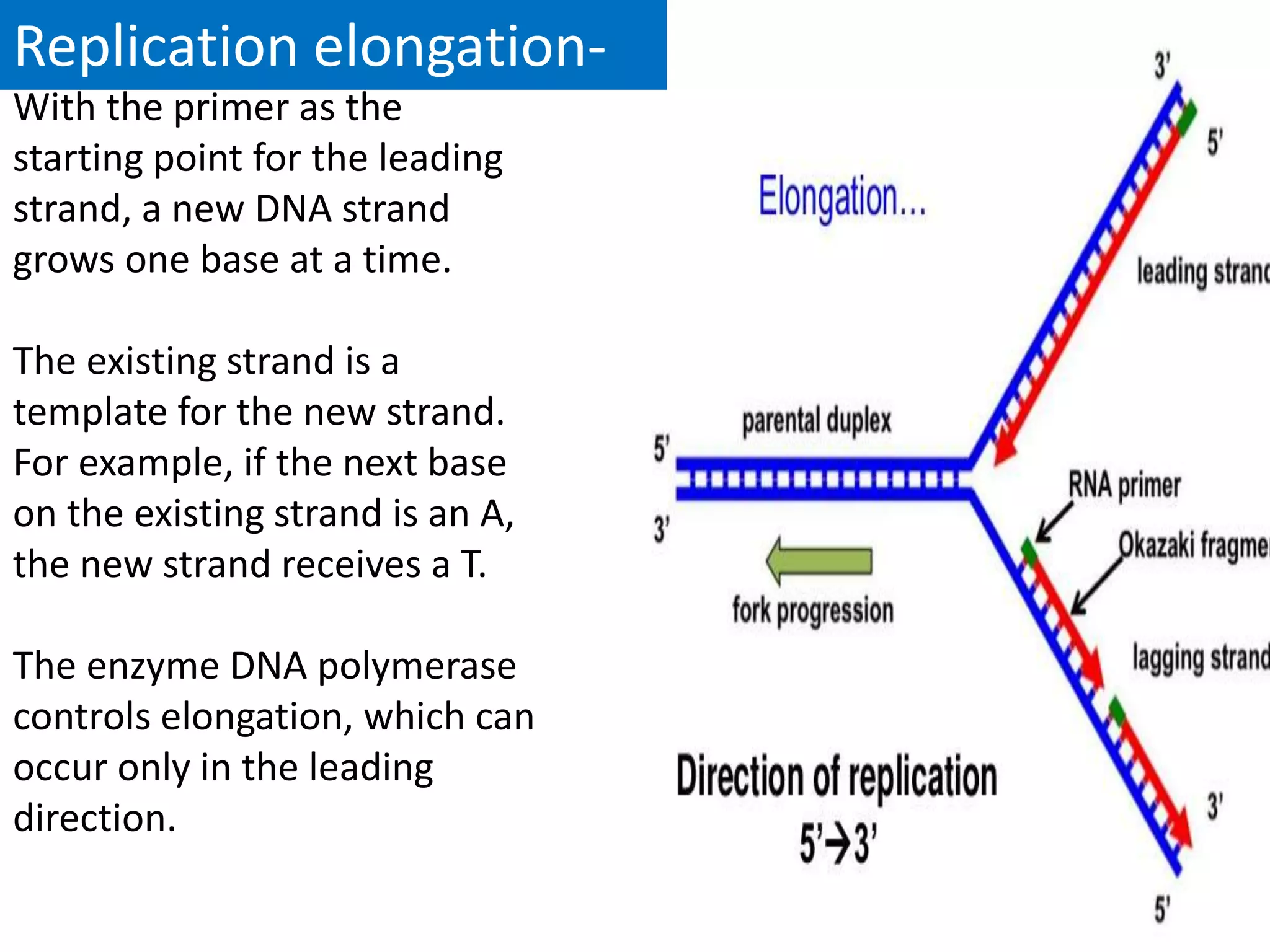 DNA replication | PPT