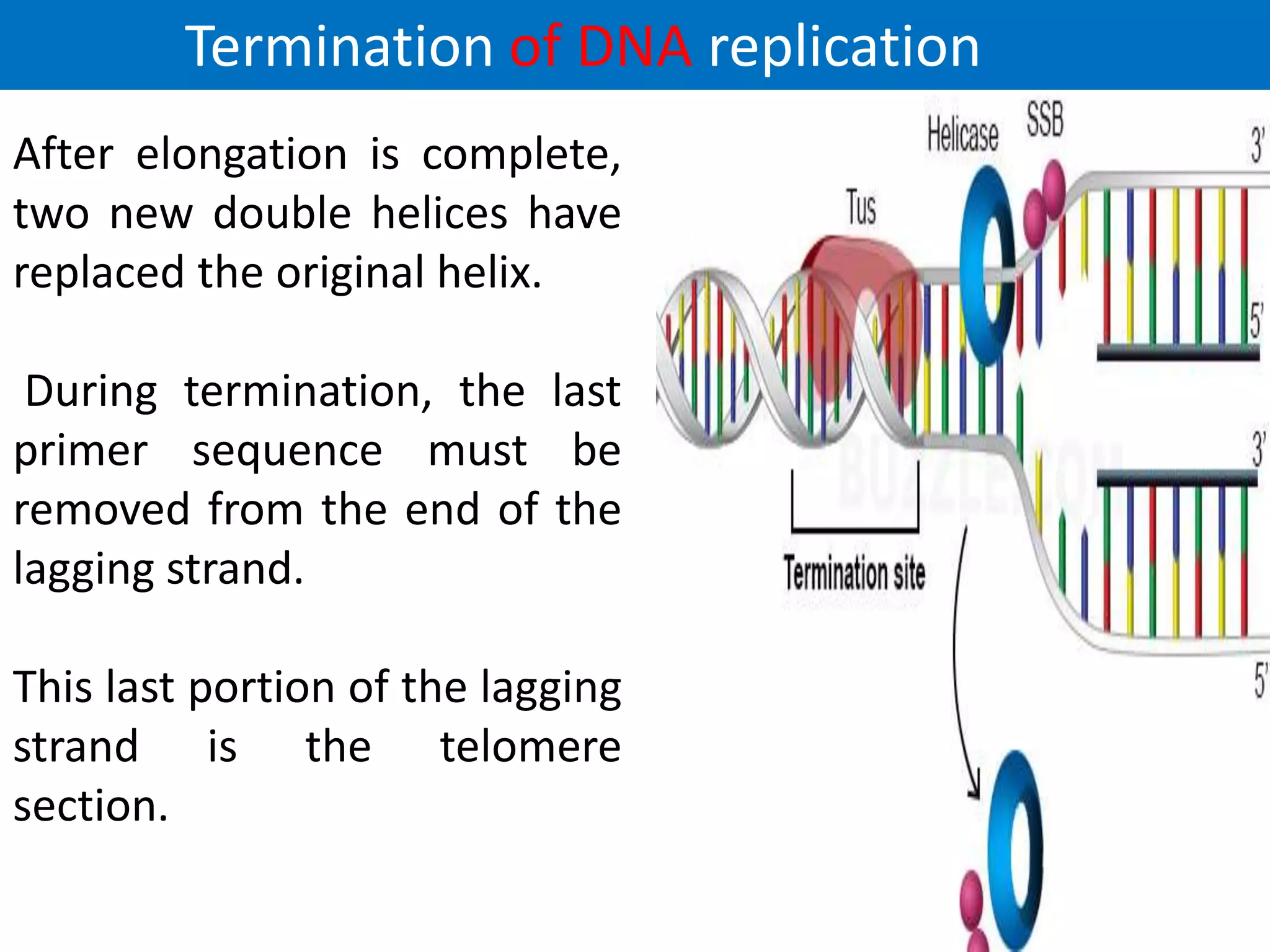 DNA replication | PPT | Free Download