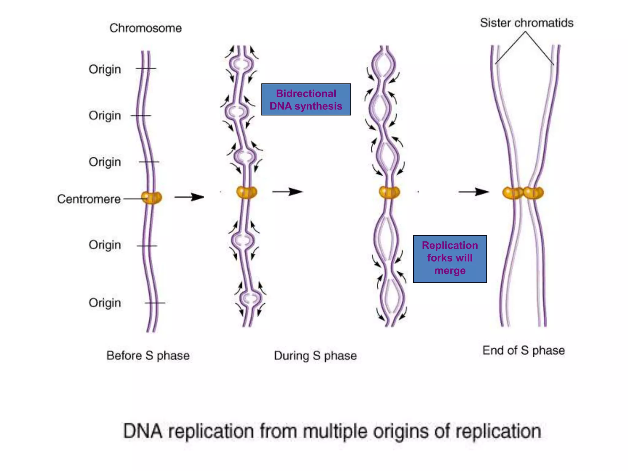 DNA replication | PPT