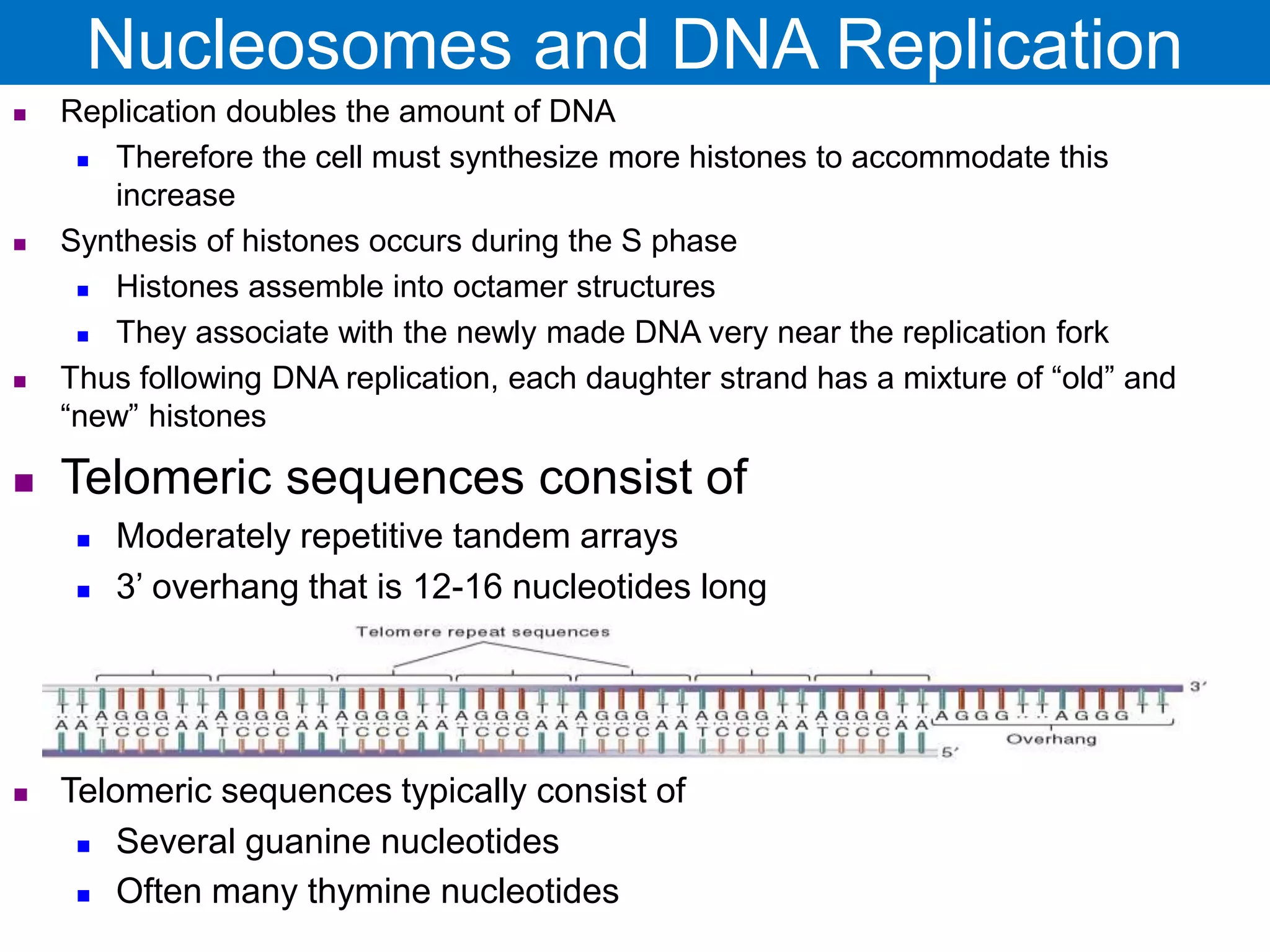 DNA replication | PPT | Free Download