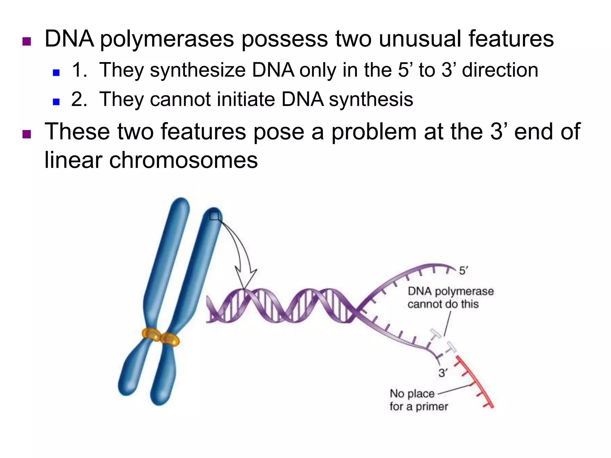 DNA replication | PPT