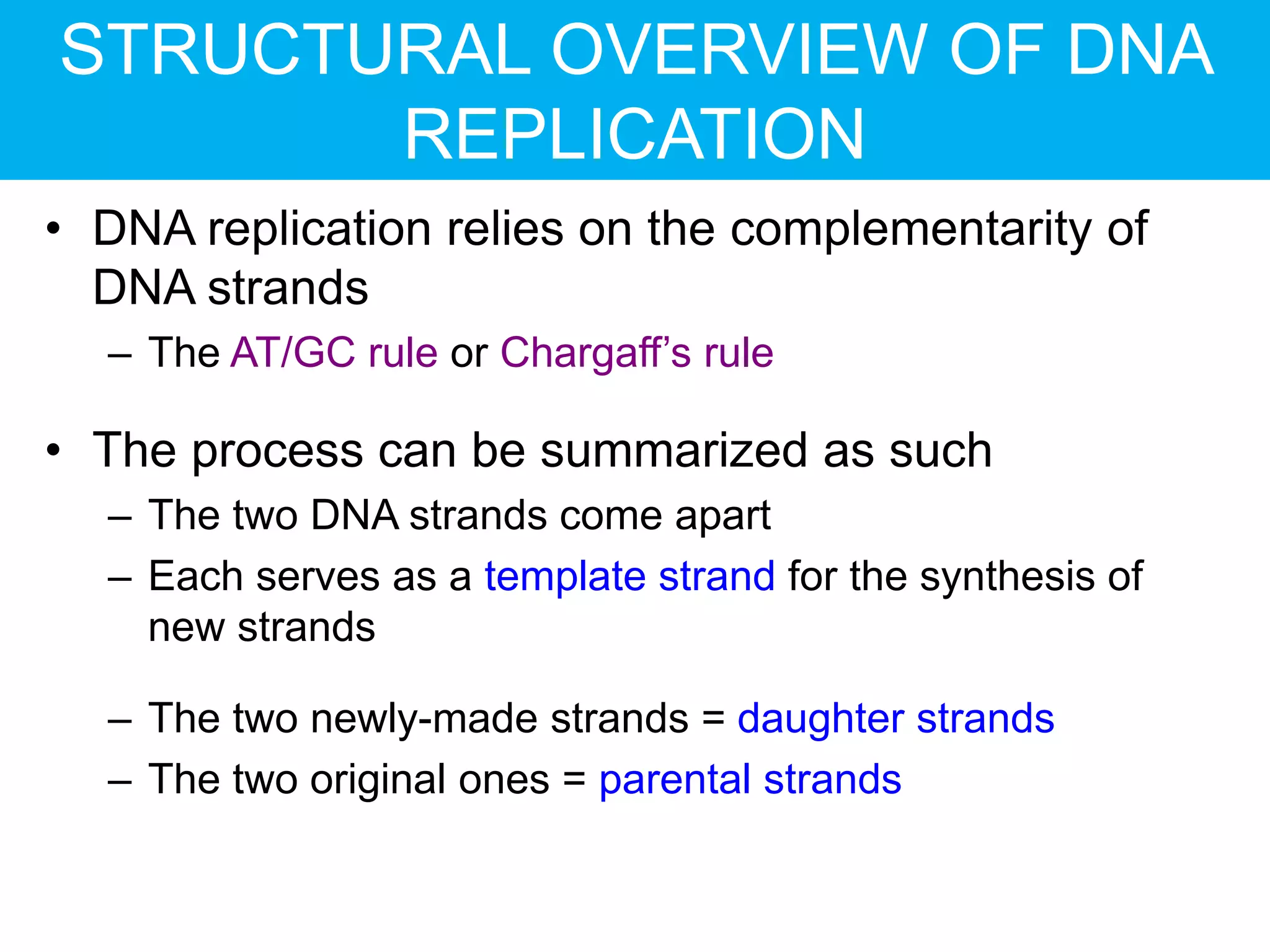 DNA replication | PPT