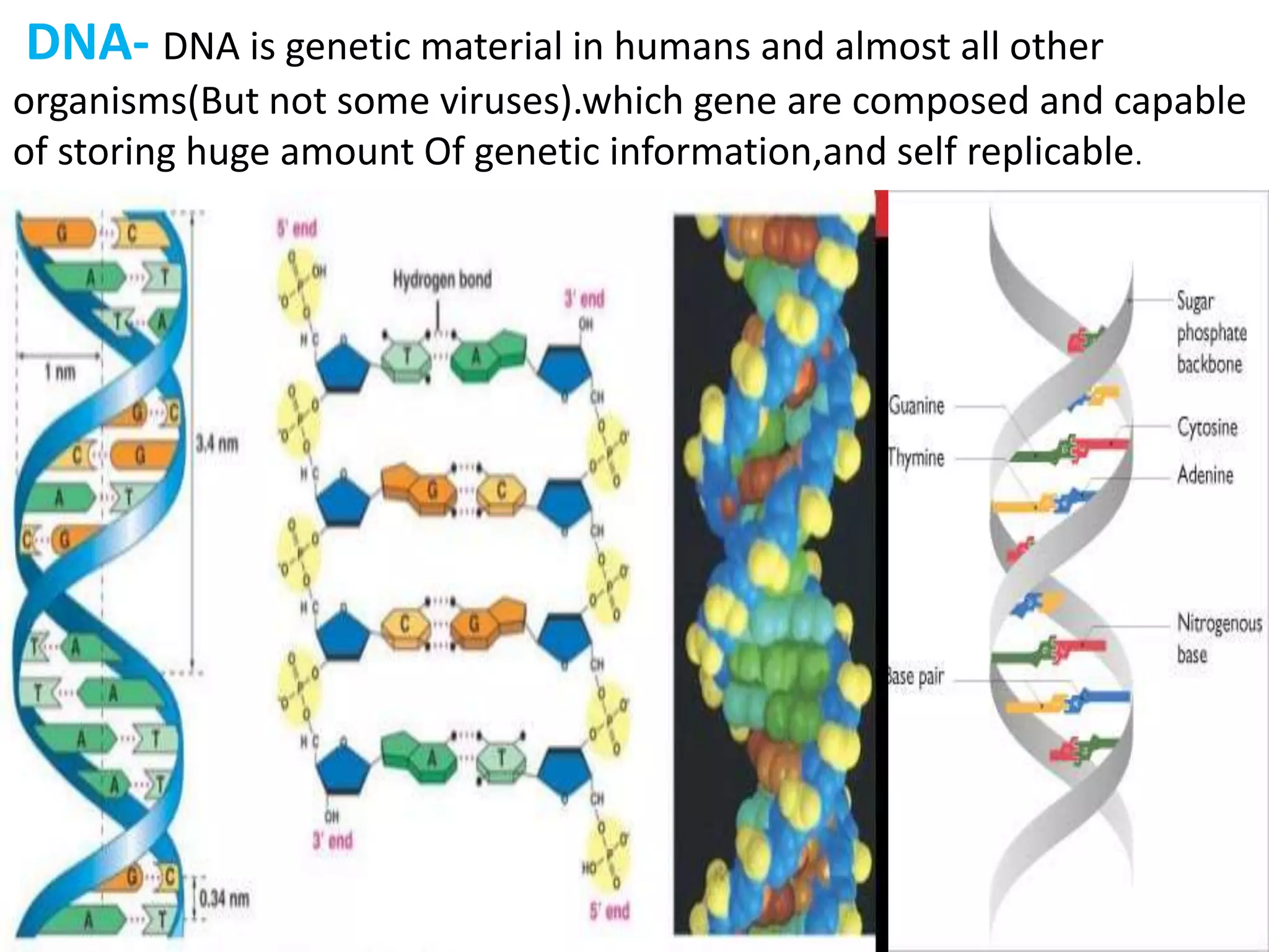 Genetics: DNA replication or Replication of Genetic Material | DNA ...