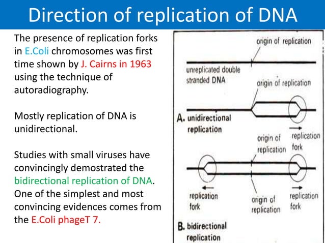DNA replication | PPT