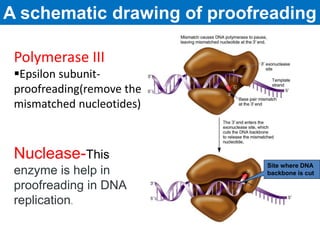 Genetics: DNA replication or Replication of Genetic Material | DNA ...