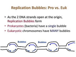 Genetics: DNA replication or Replication of Genetic Material | DNA ...