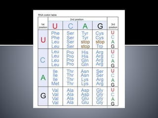 Molecular genetics | PPTX