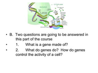 Molecular Genetics.ppt
