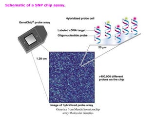 molecular genetics1.pdf