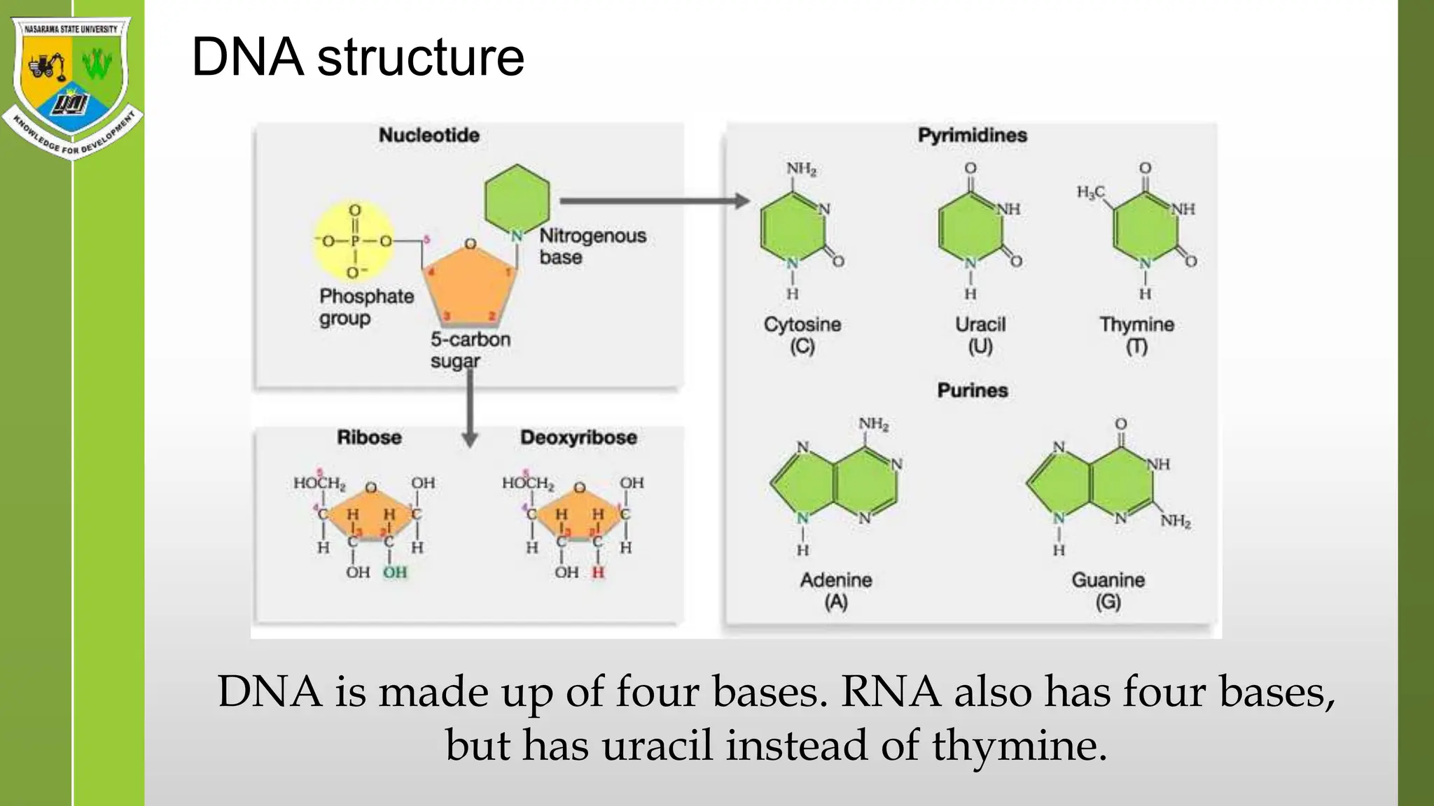 Biochemistry of genetics and molecular genetics | PPTX