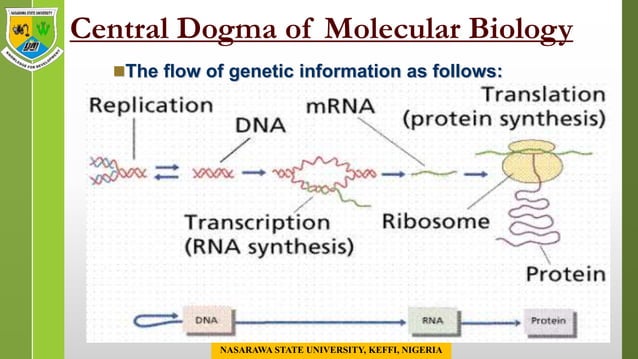 Biochemistry of genetics and molecular genetics | PPT