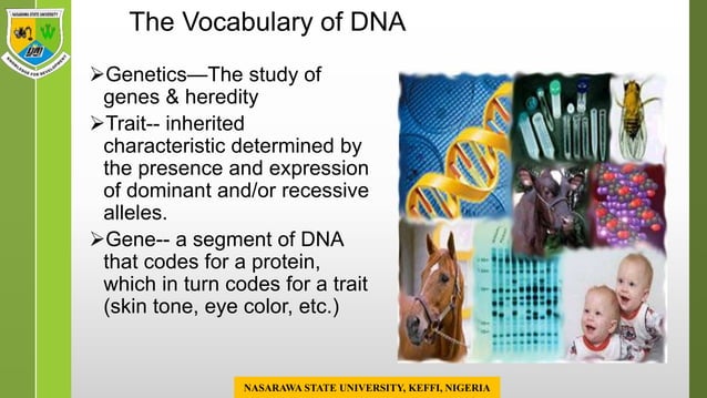 Biochemistry of genetics and molecular genetics | PPT