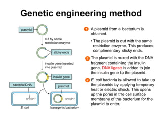 Molecular genetics 2 win q | PPT