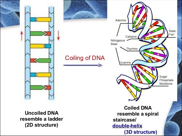 Molecular genetics 2014
