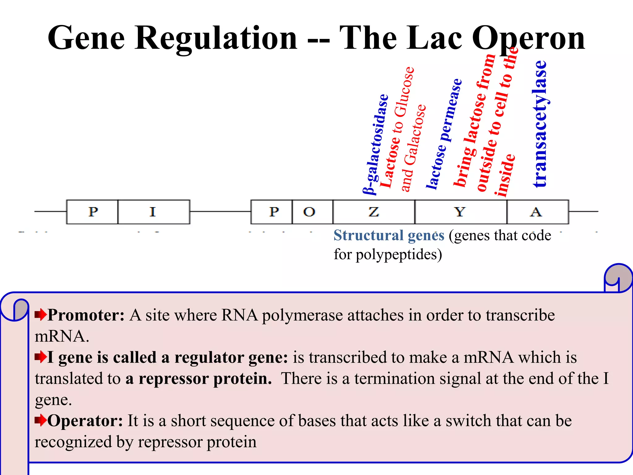 Molecular Genetics_Lac operon .ppt