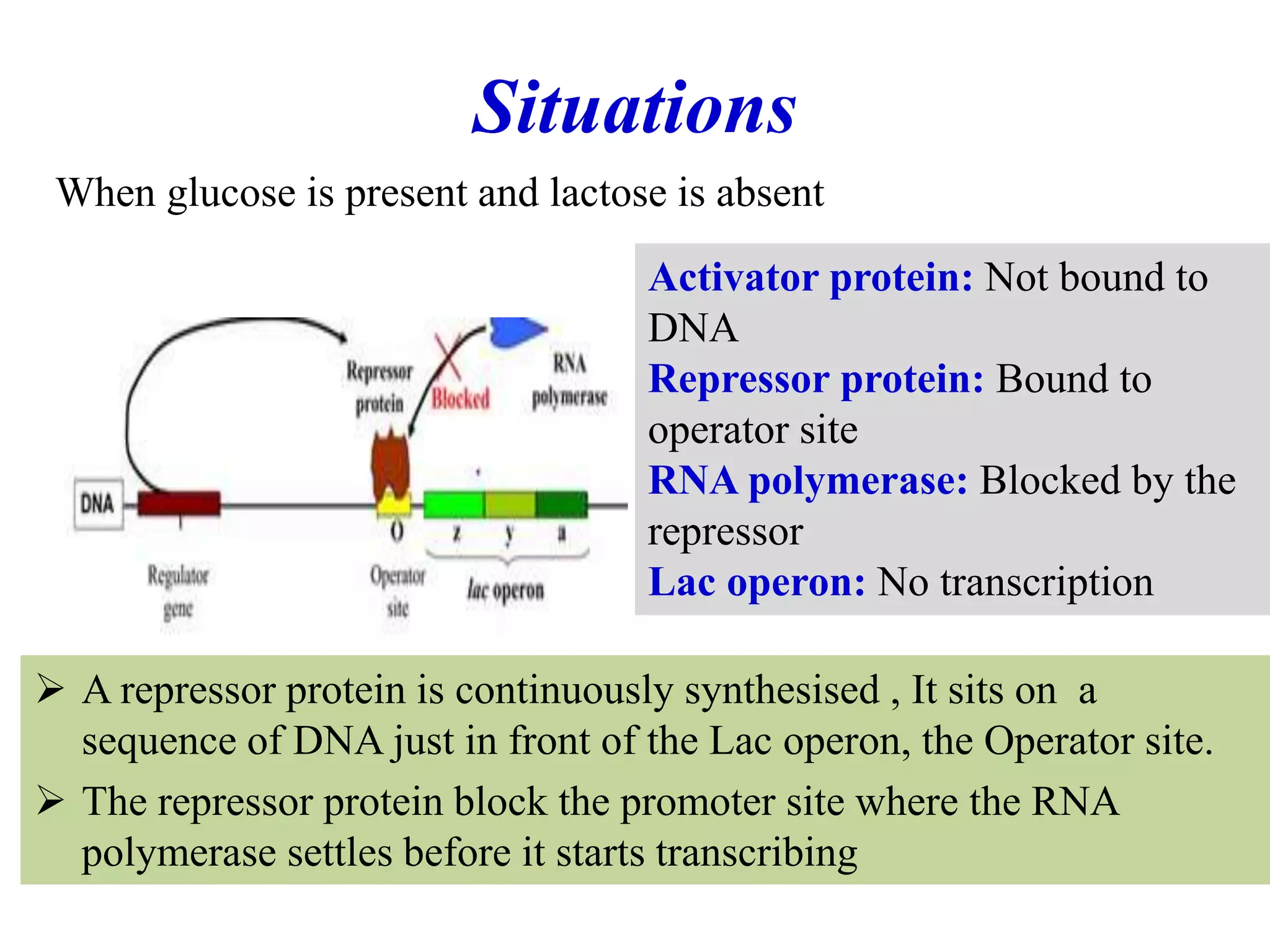 Molecular Genetics_Lac operon .ppt | Chemistry | Science