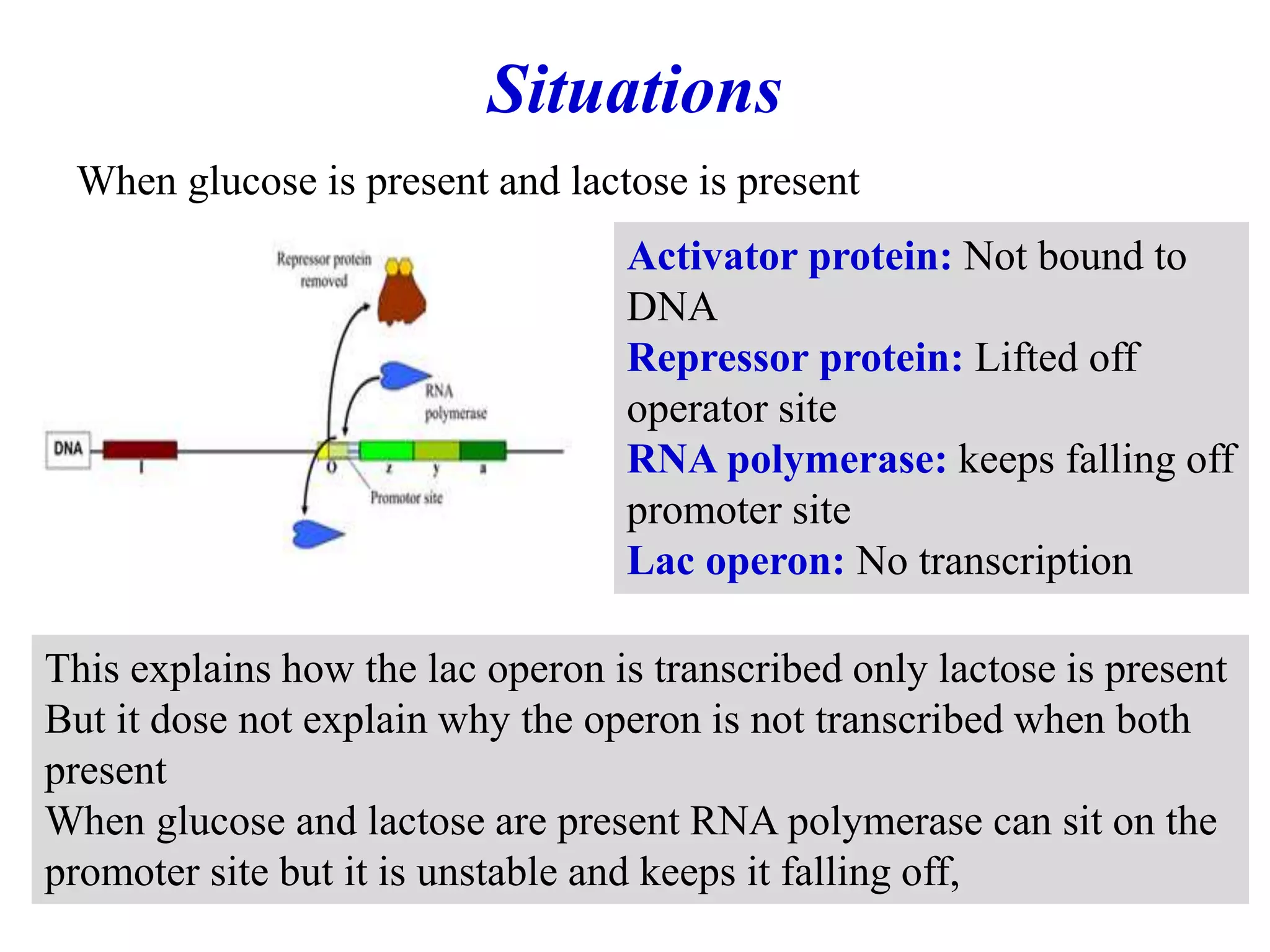 Molecular Genetics_Lac operon .ppt