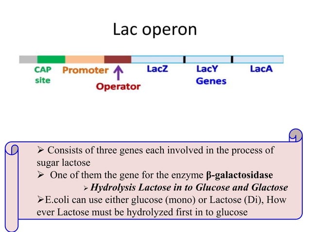 Molecular Genetics_Lac operon .ppt | Chemistry | Science