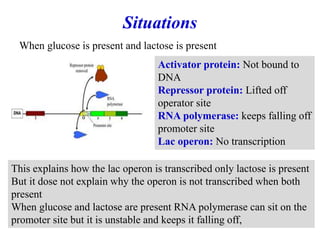 Molecular Genetics_Lac operon .ppt | Chemistry | Science