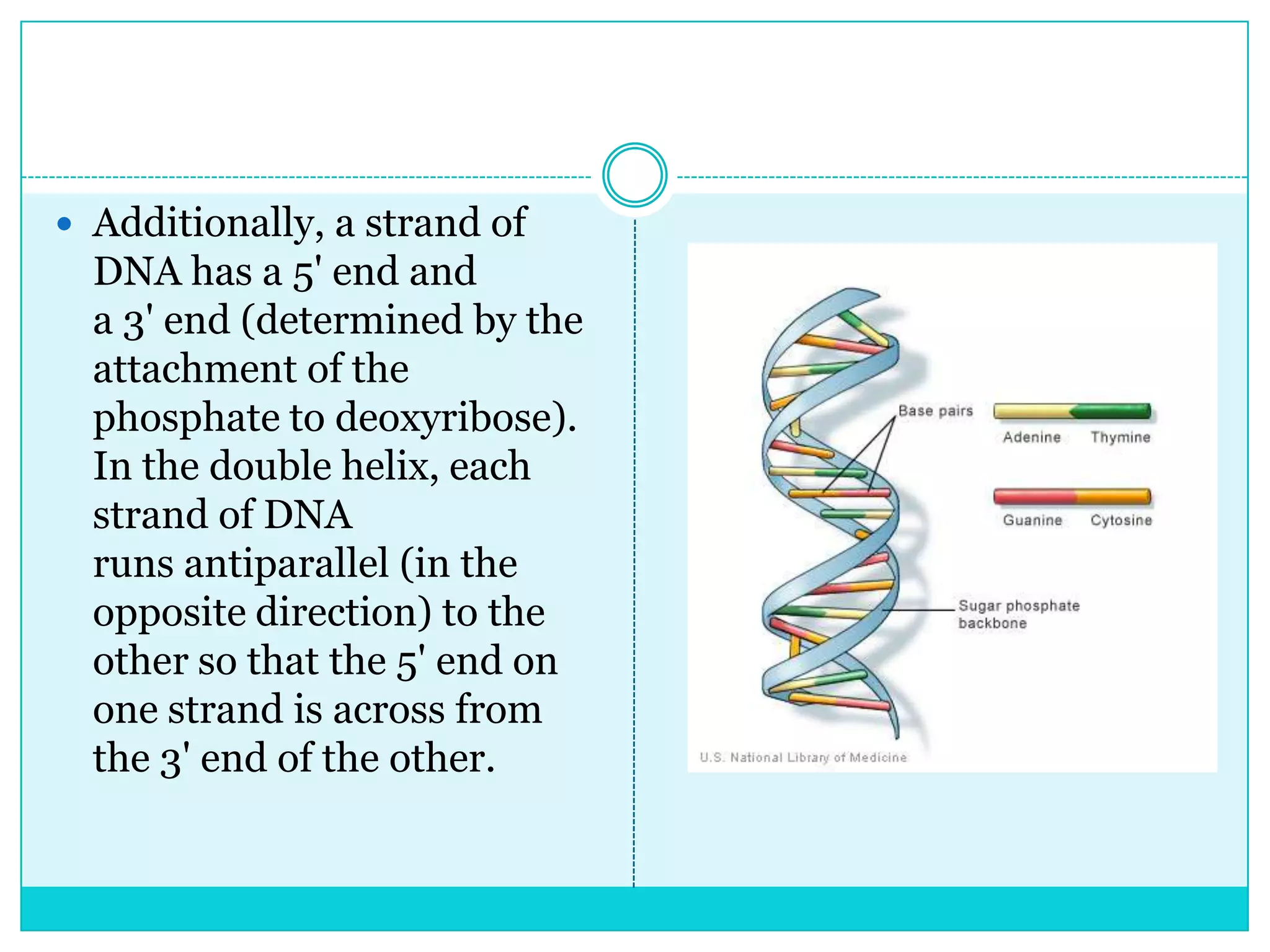 Molecular genetics ppt | PPTX