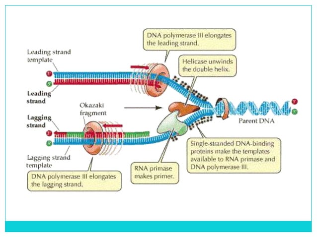 Molecular Genetics Ppt Pptx Programming Languages Computing