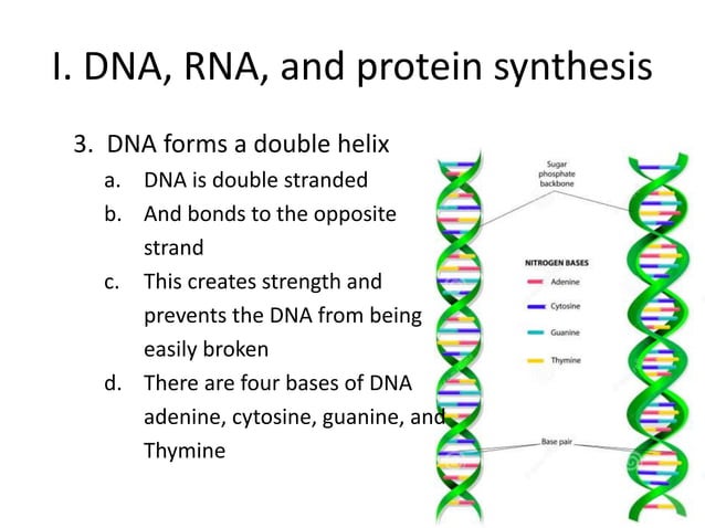 Molecular genetics unit 3 | PPTX