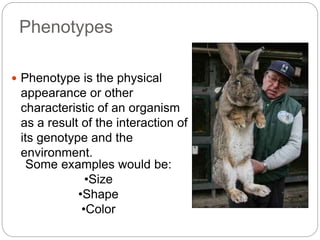 MolecularGeneticsUnit4-6.pptx