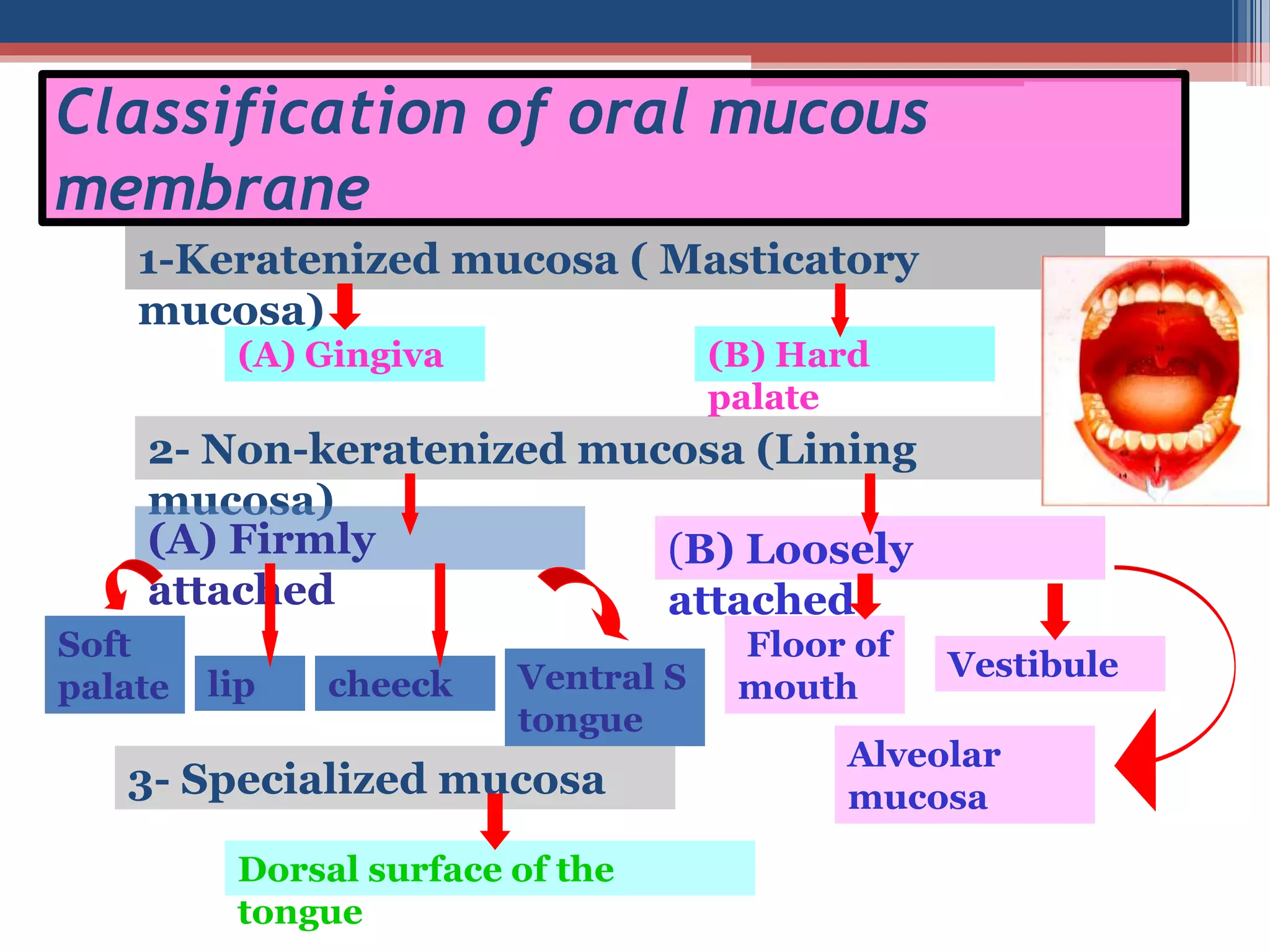 gingival enlargement.pptx