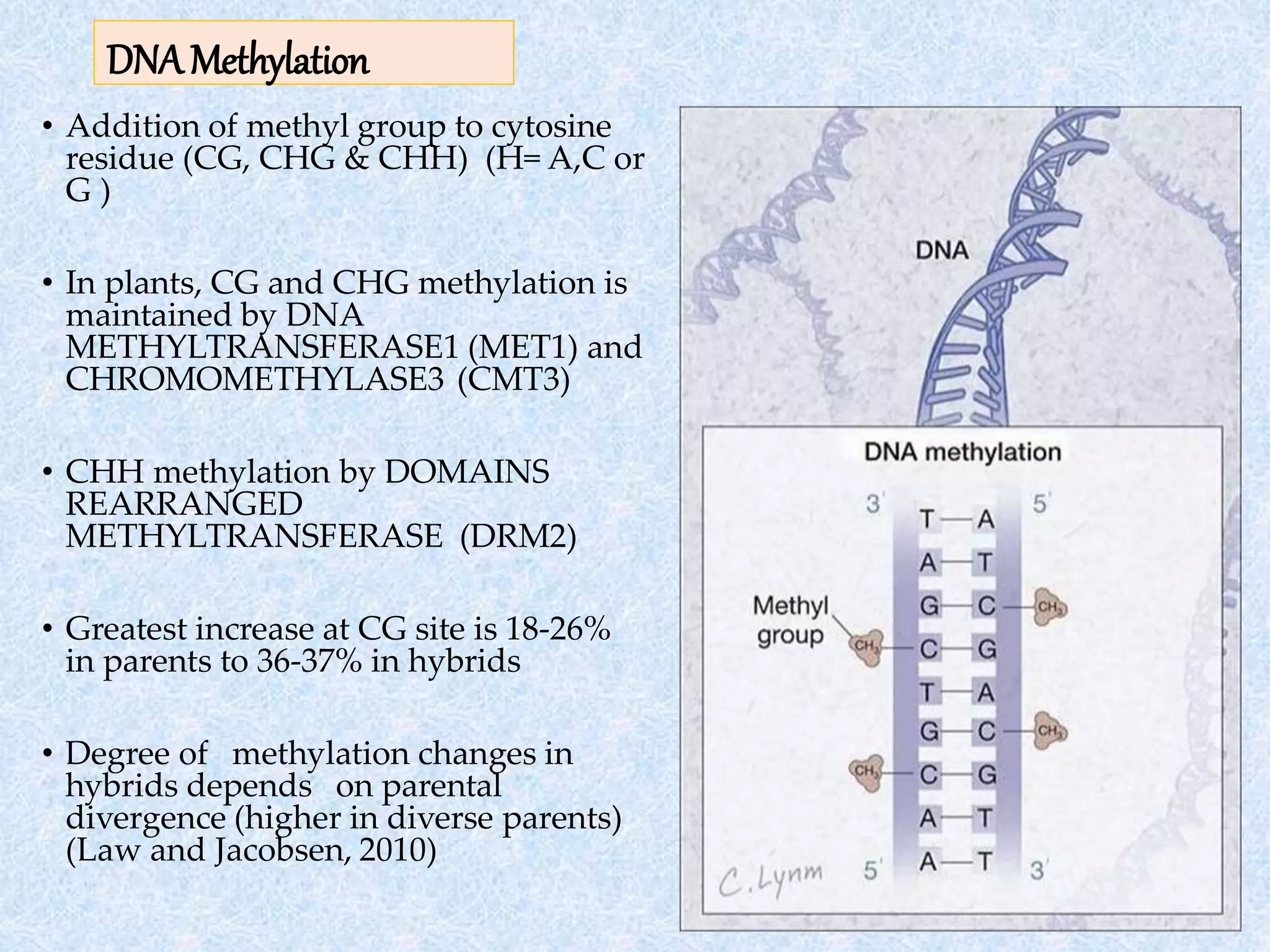 Molecular heterosis | PPT