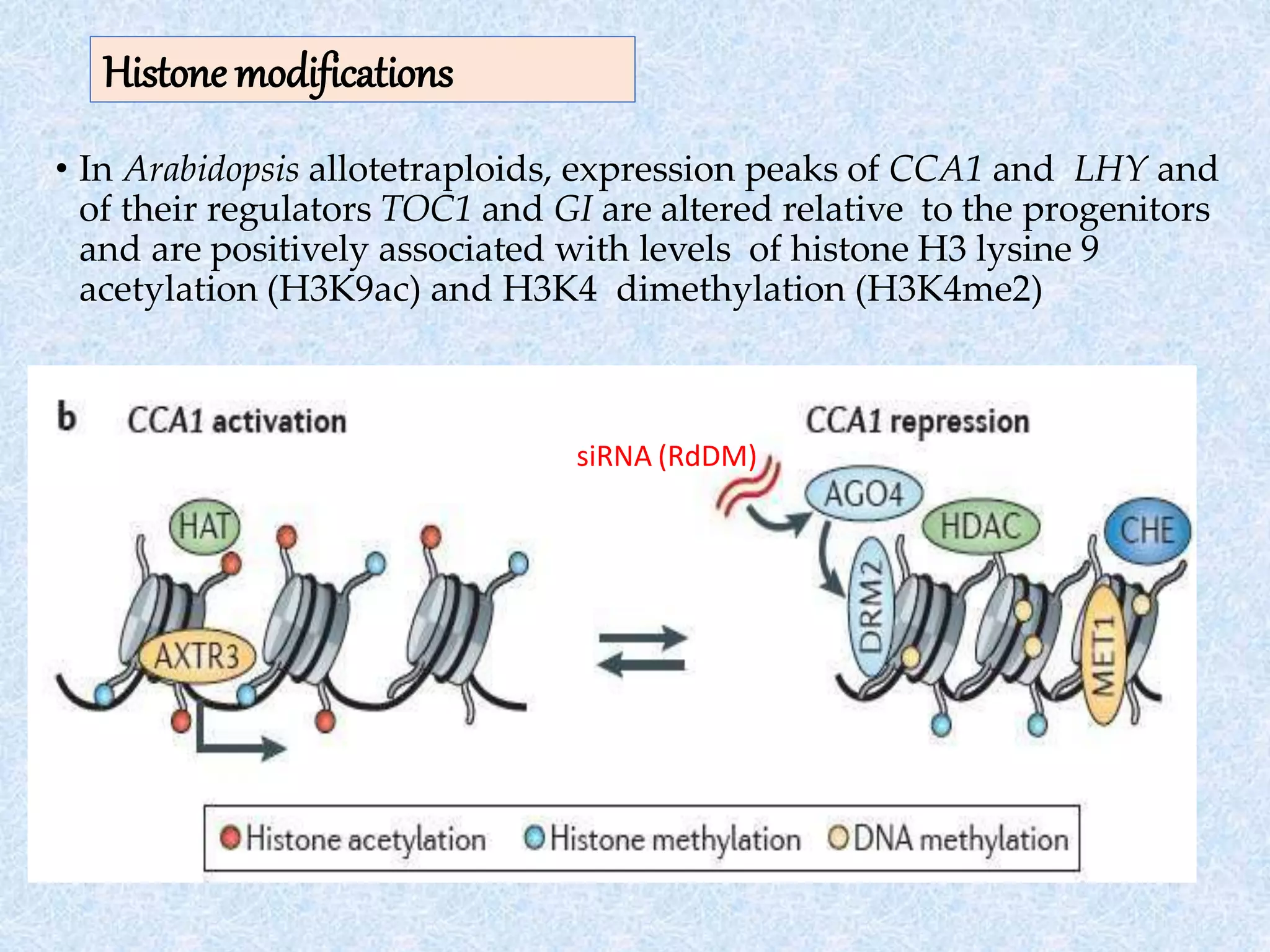 Molecular heterosis | PPT